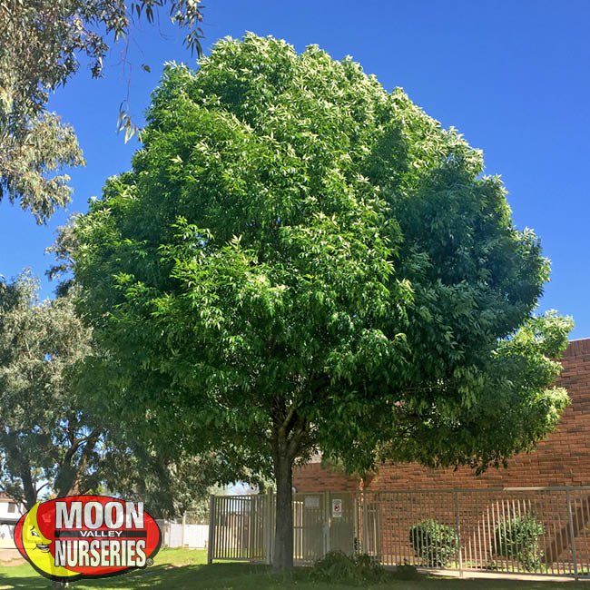 Moon Valley Nurseries Exclusive Majestic Ash